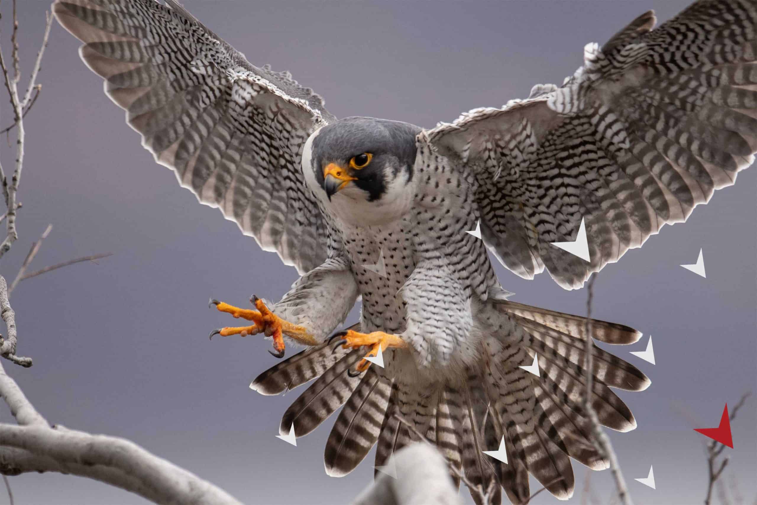 Training Management - Raptor CSL